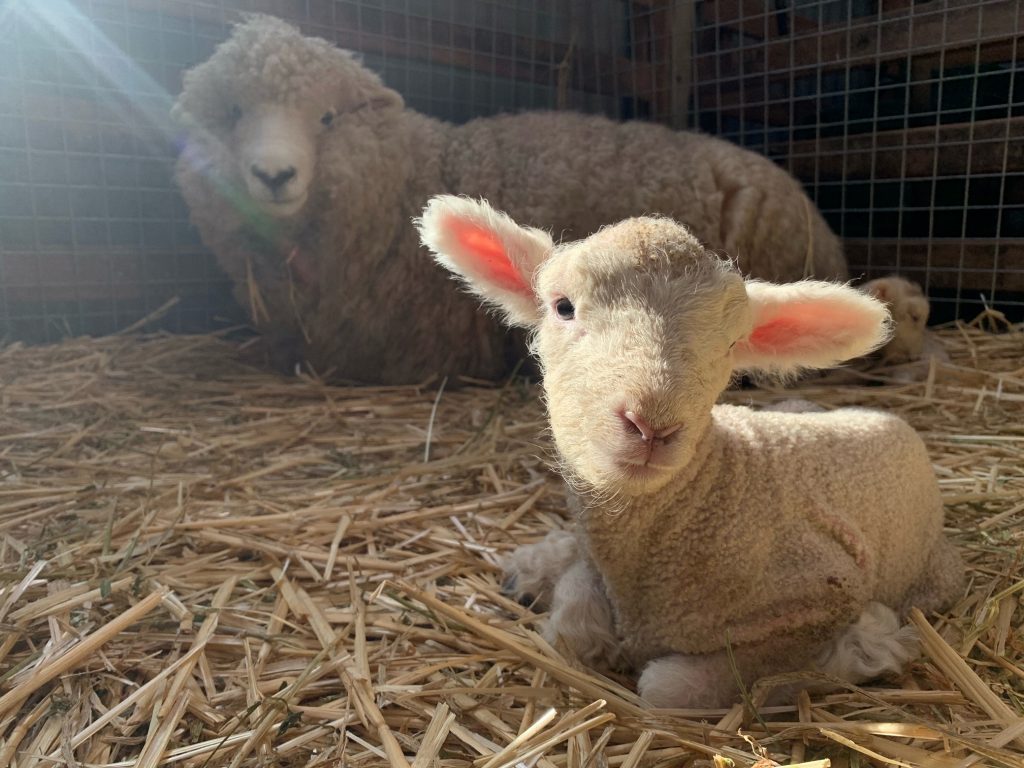 Tinternwood Farm's First Lamb - Blog | Tintern Grammar
