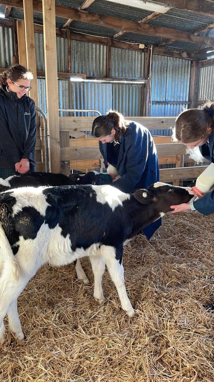 Cows Create Careers | Tintern Grammar